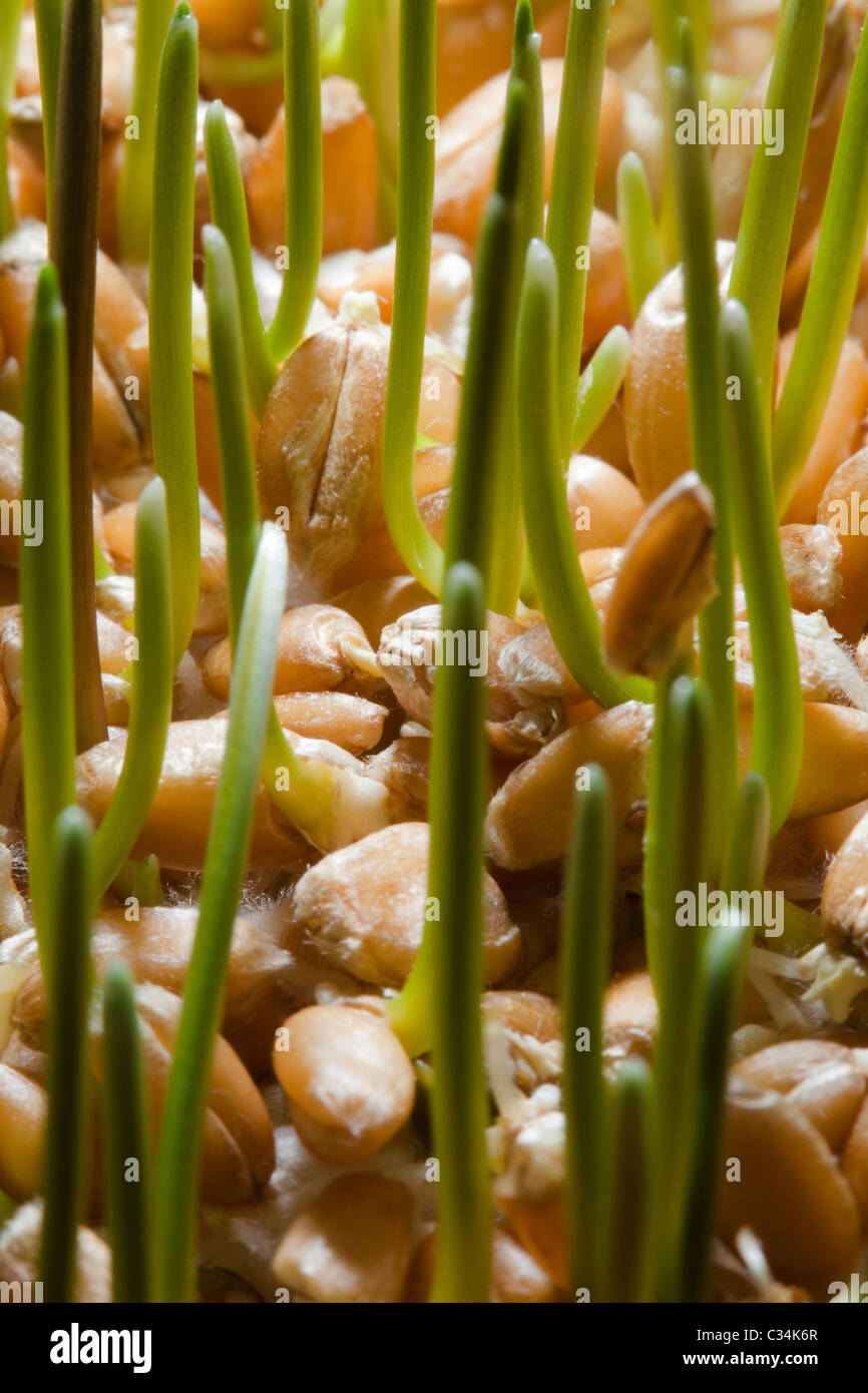 Sprouted wheat grain green hi-res stock photography and images - Alamy