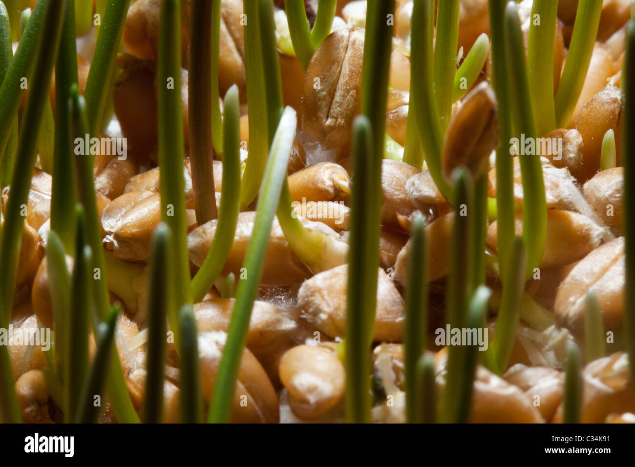 sprouted wheat close up Stock Photo - Alamy