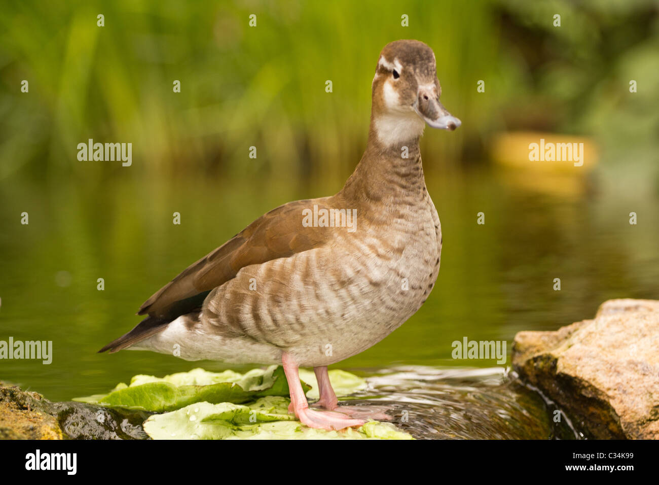 Ducks and Ducklings in a Lake in Summer Stock Photo - Alamy