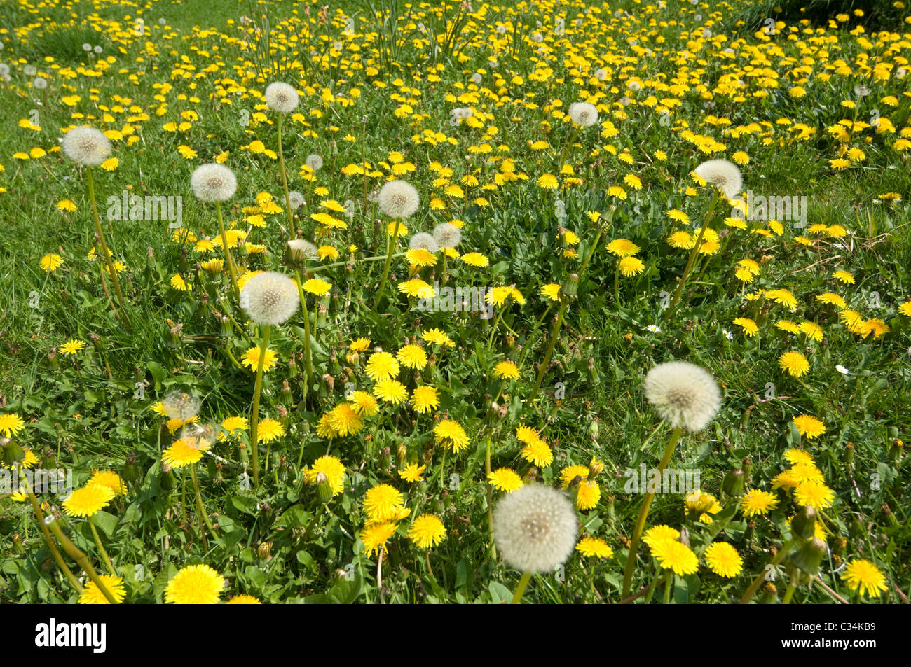 Dandelions Uk Field High Resolution Stock Photography and Images - Alamy