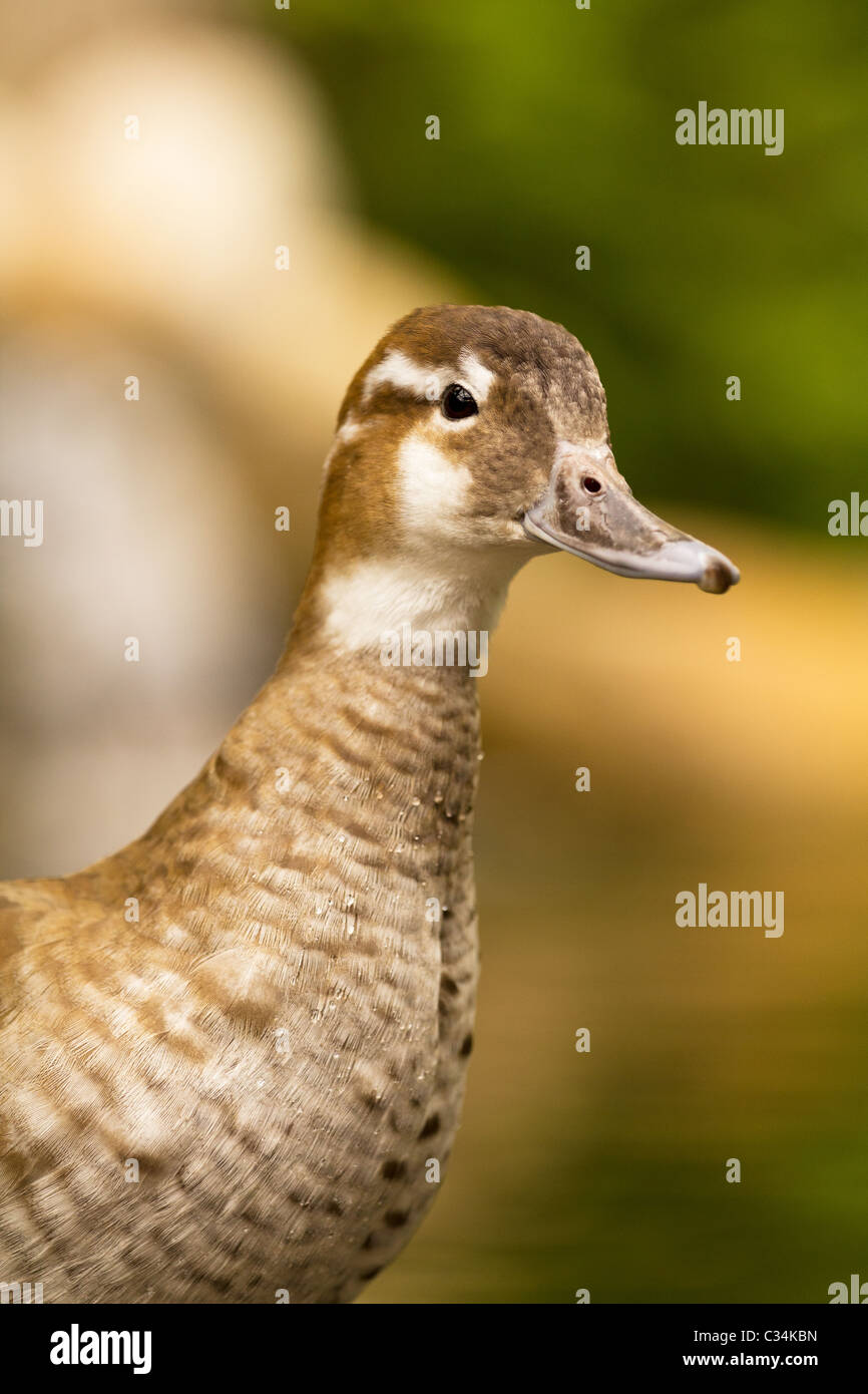 Ducks and Ducklings in a Lake in Summer Stock Photo - Alamy