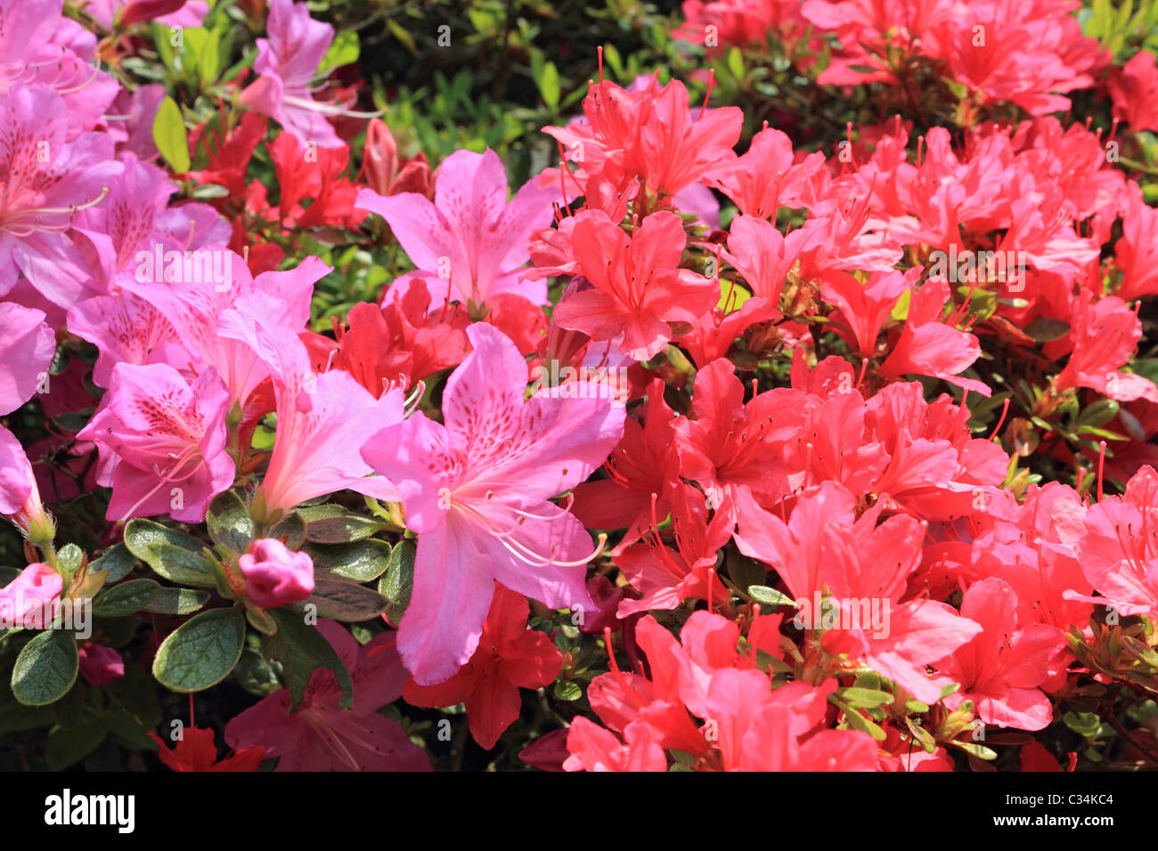 Spring flowers in Isabella Plantation, Richmond Park Surrey England UK ...