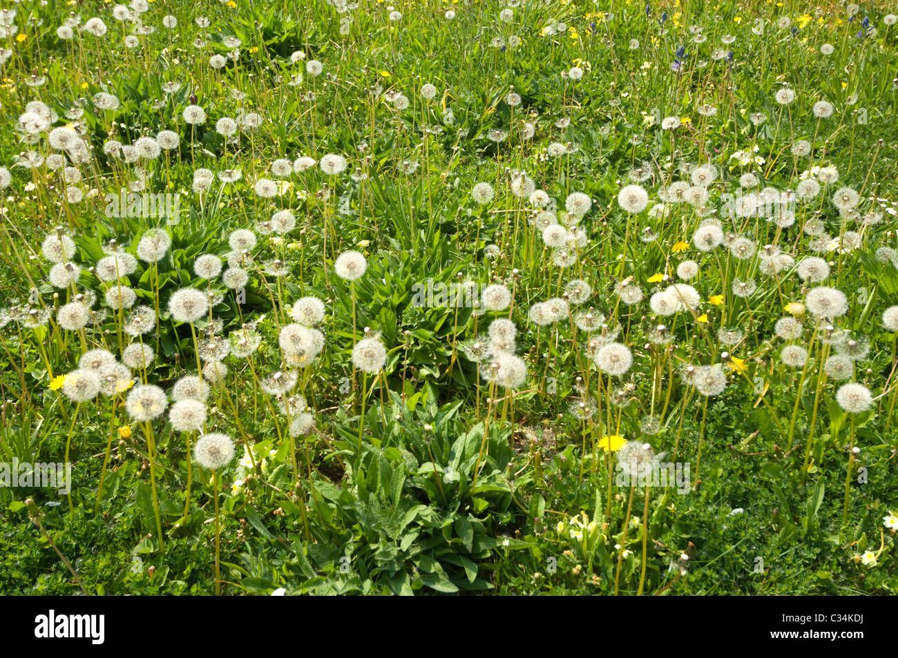 Dandelions Uk Field High Resolution Stock Photography and Images - Alamy