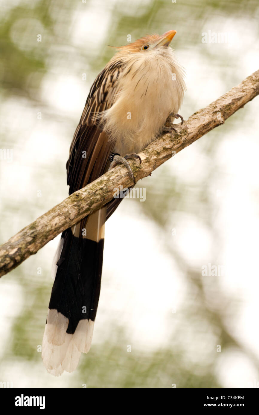 Birds at the Waterside Stock Photo - Alamy