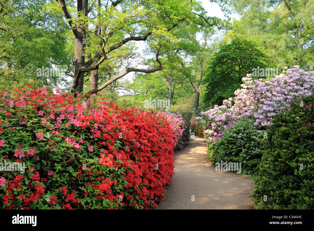 Spring flowers in Isabella Plantation, Richmond Park Surrey England UK ...
