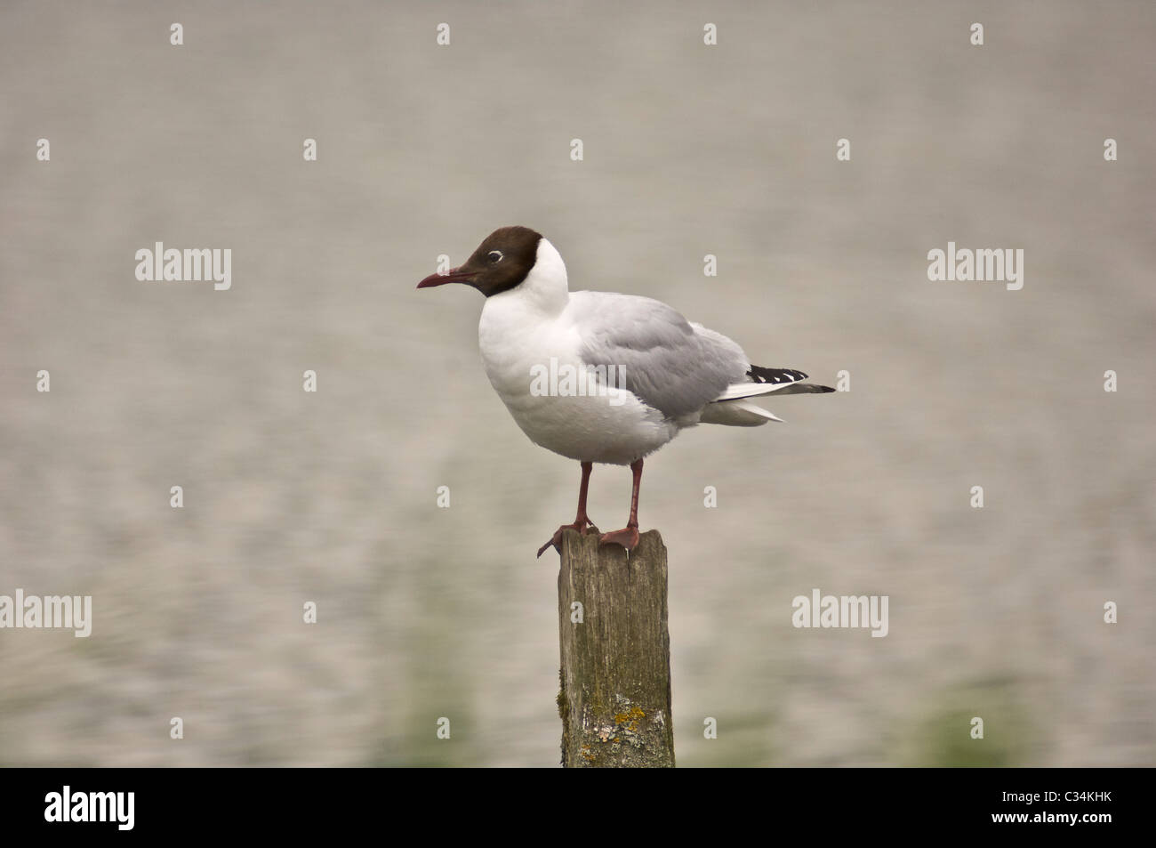 Side view of a Black-headed gull standing on a wooden post at Leighton ...