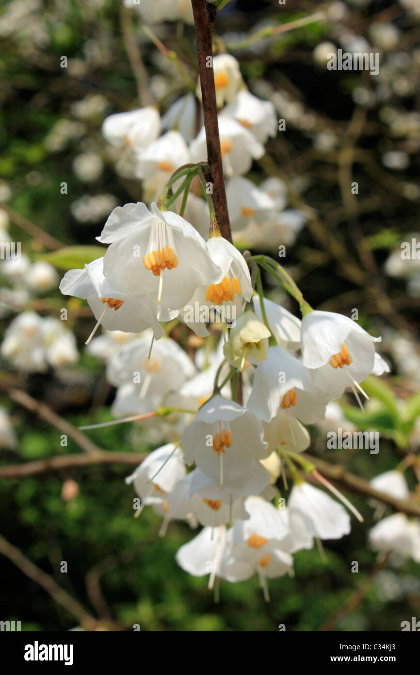 Spring flowers in Isabella Plantation, Richmond Park Surrey England UK ...