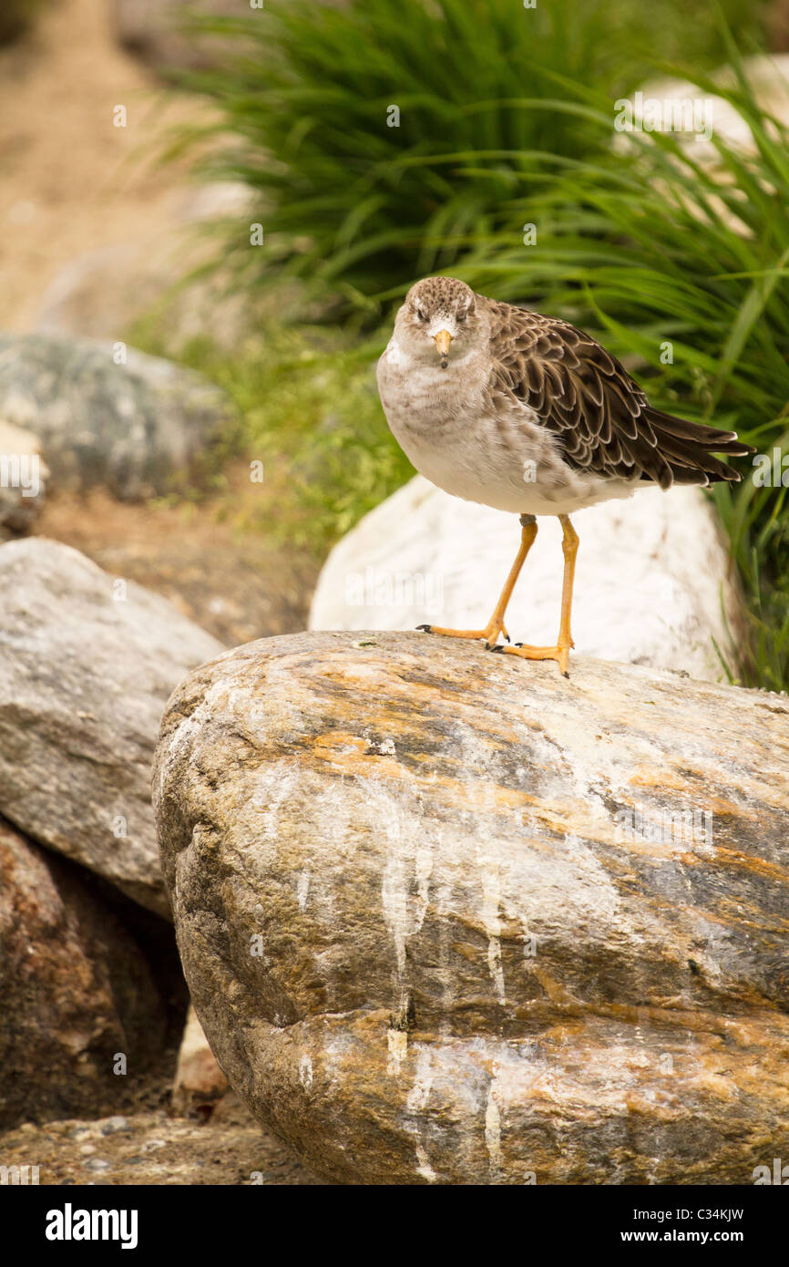 Birds at the Waterside Stock Photo - Alamy