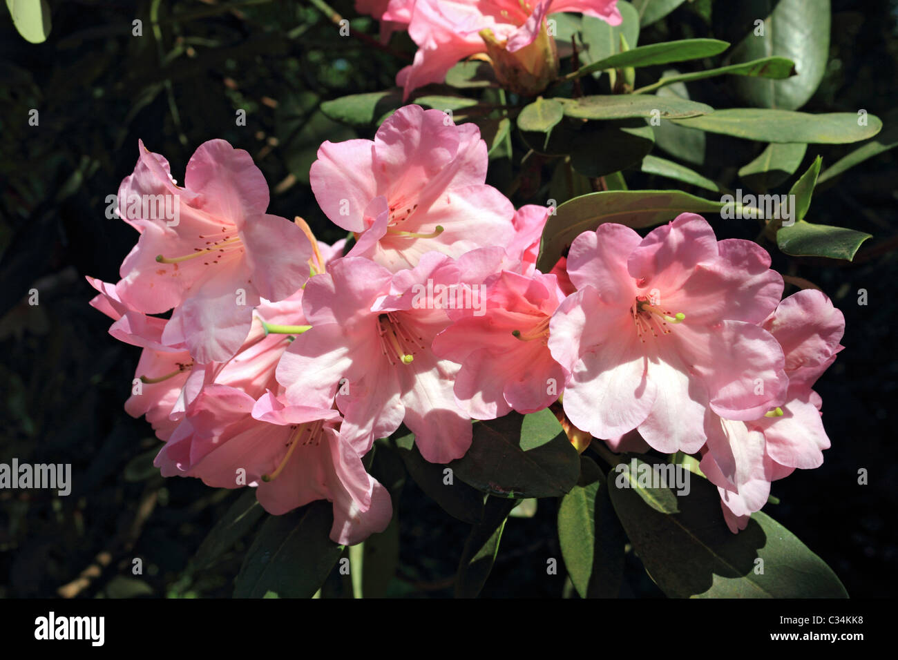 Spring flowers in Isabella Plantation, Richmond Park Surrey England UK ...