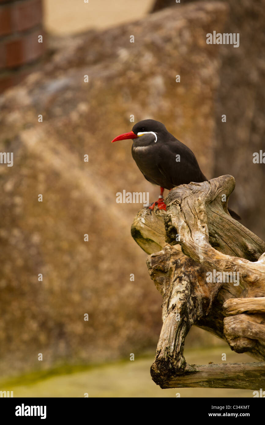 Birds at the Waterside Stock Photo - Alamy