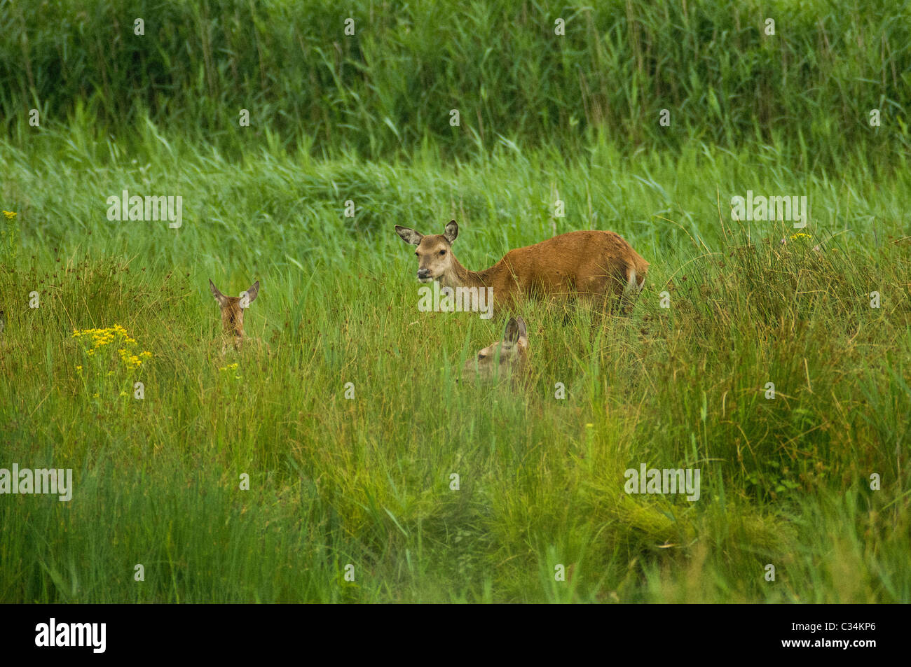 Red deer hiding in long grass, Leighton Moss, UK Stock Photo - Alamy