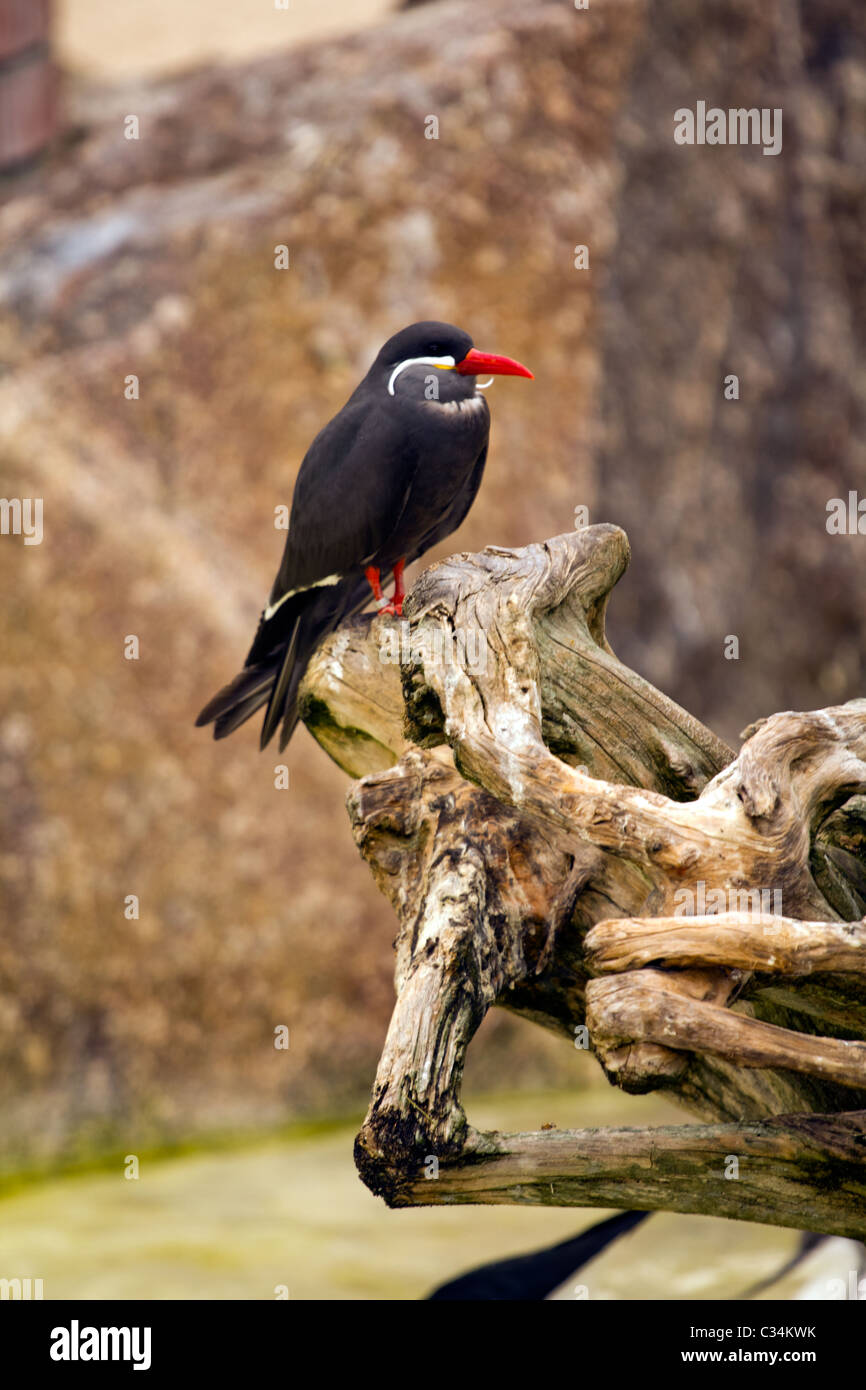 Birds at the Waterside Stock Photo - Alamy