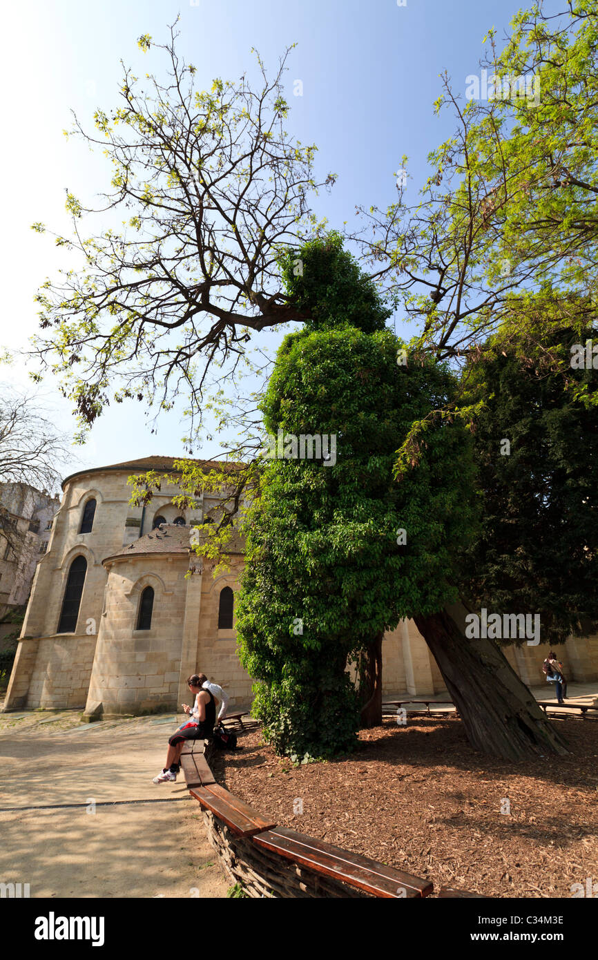 The oldest tree in Paris, a locust tree planted in 1601 Stock Photo - Alamy