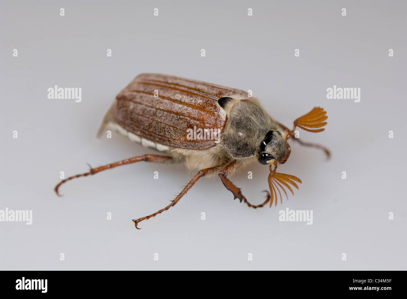 Maybug High Resolution Stock Photography and Images - Alamy