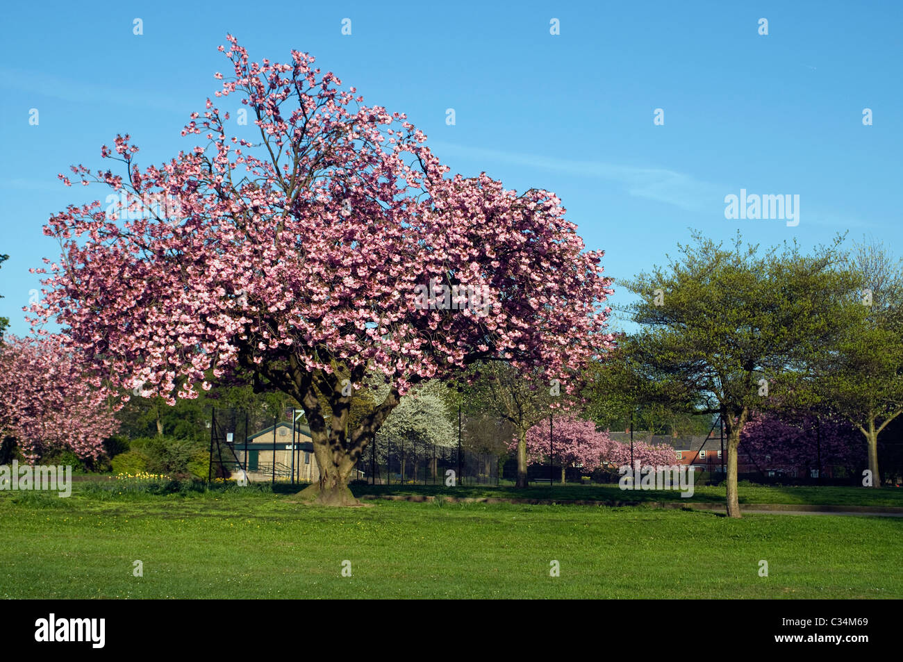 glowing spring park Stock Photo - Alamy