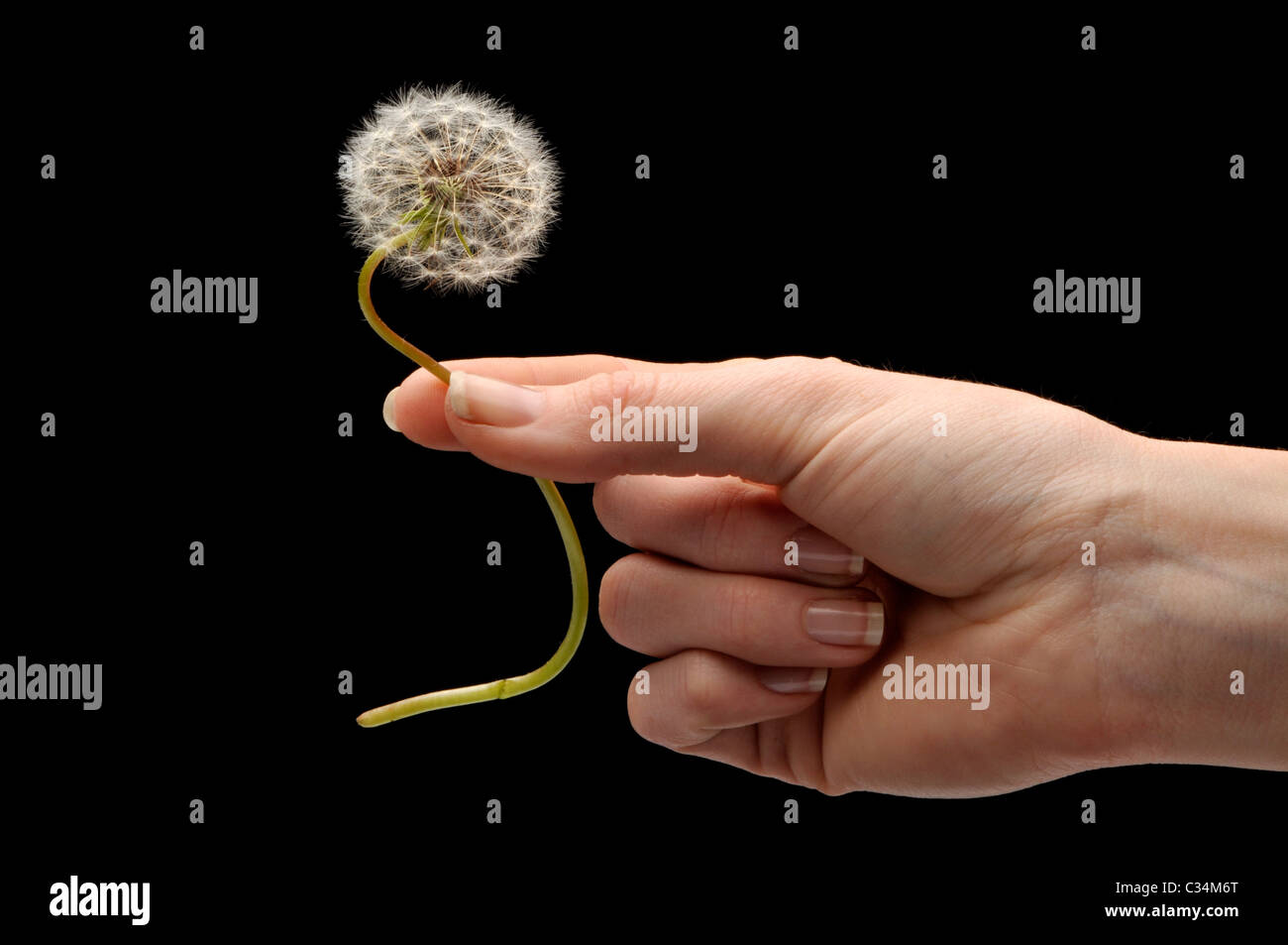 female hand holding dandilion Stock Photo - Alamy