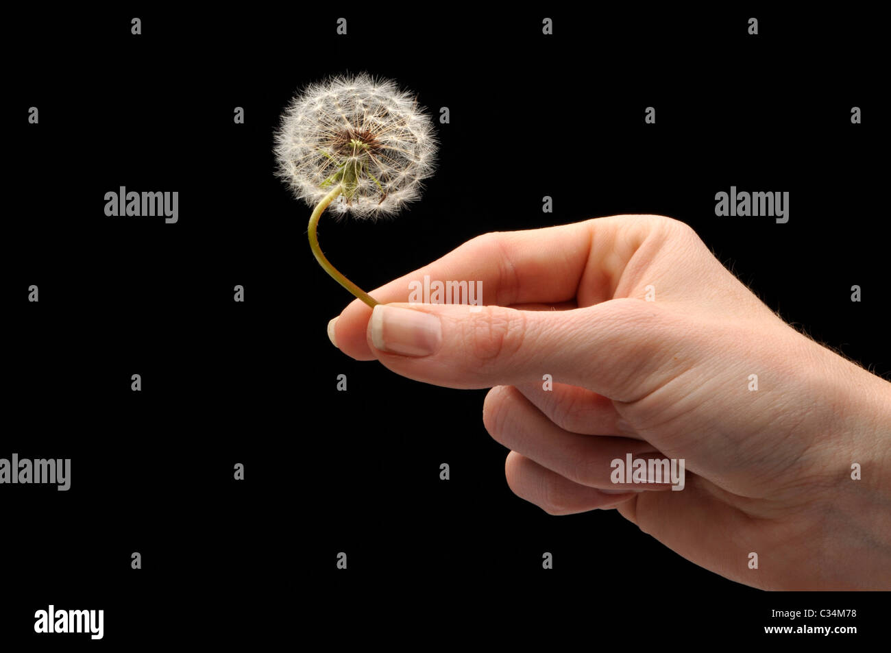 female hand holding dandilion Stock Photo - Alamy