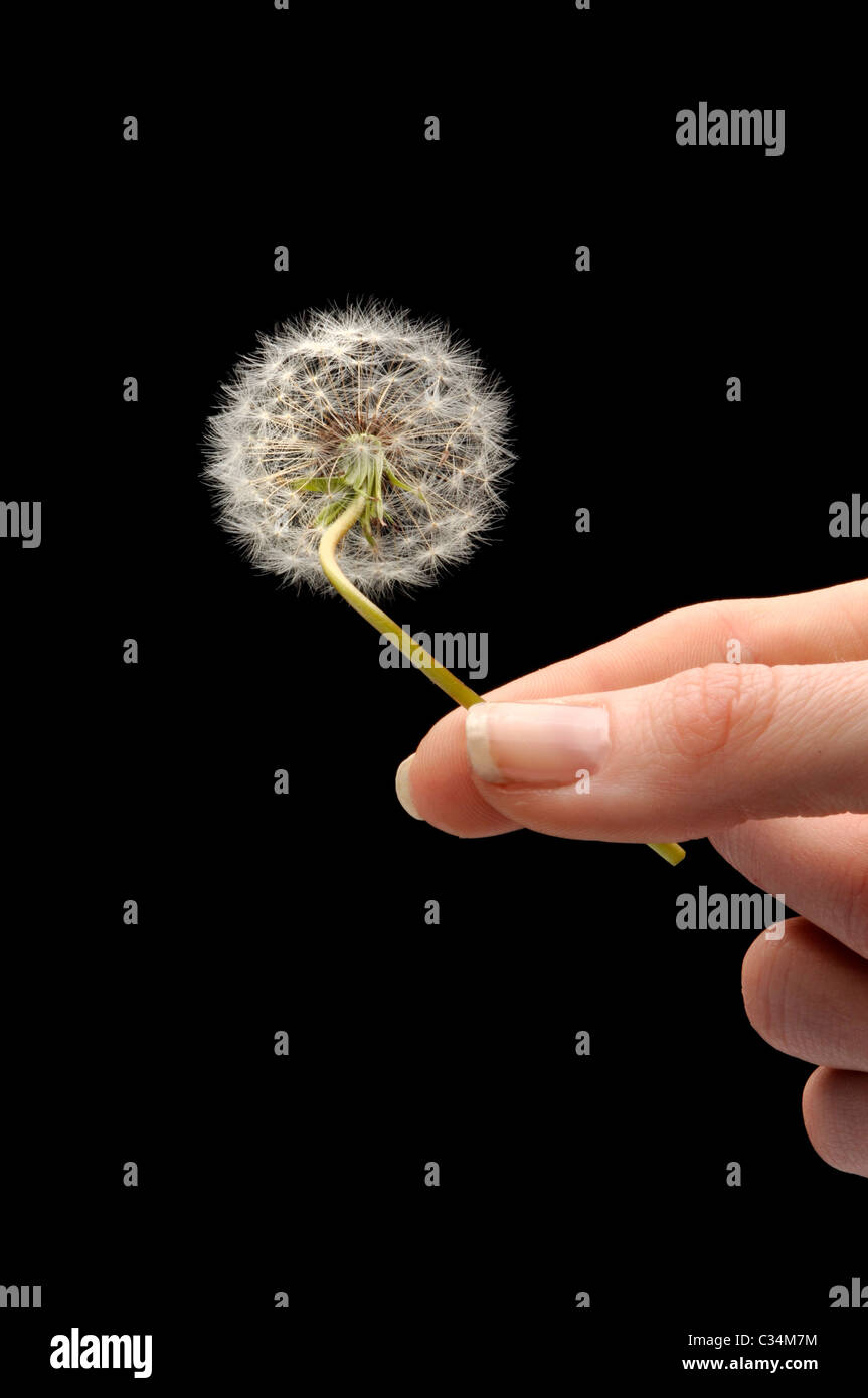 female hand holding dandilion Stock Photo - Alamy