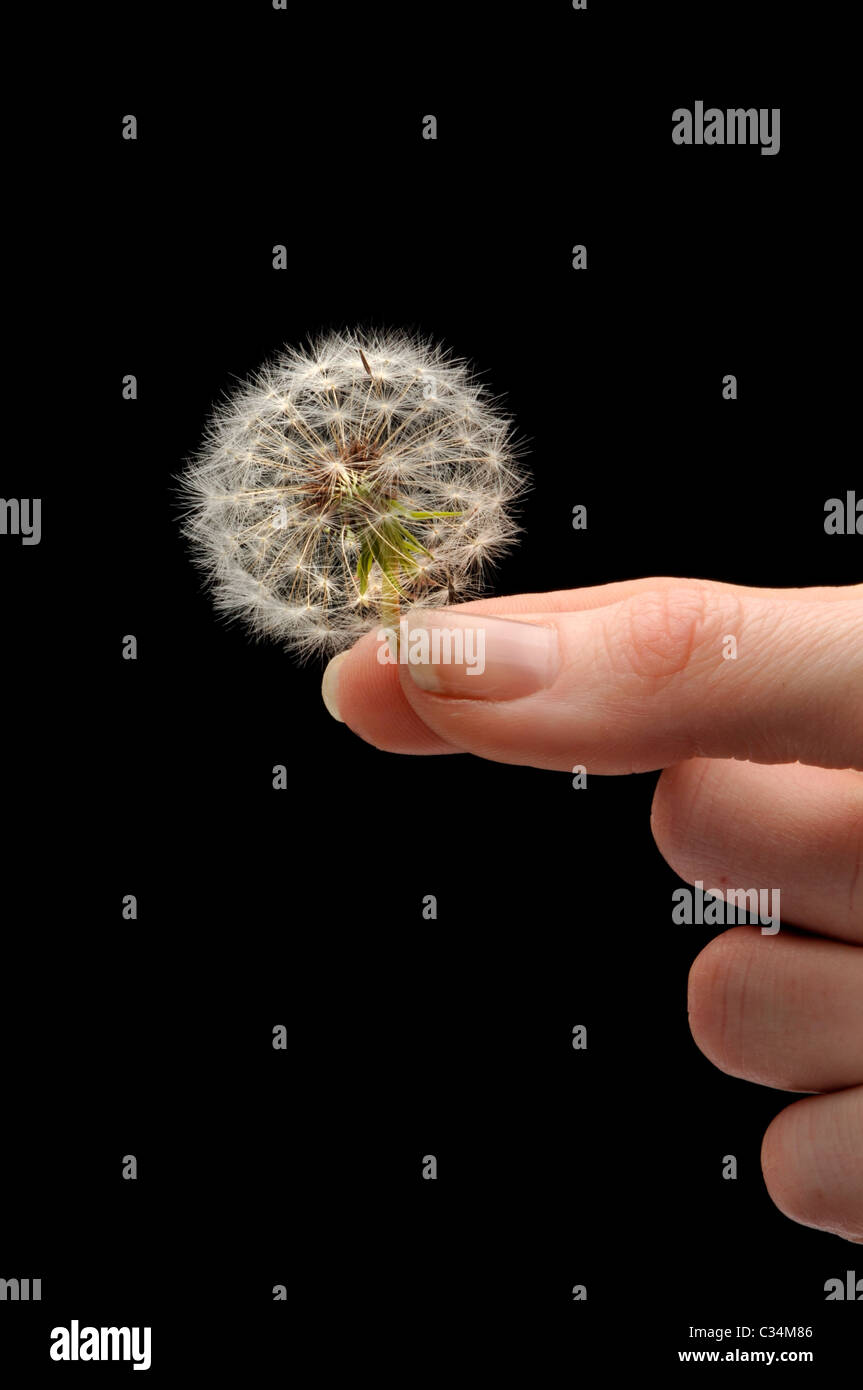 female hand holding dandilion Stock Photo - Alamy