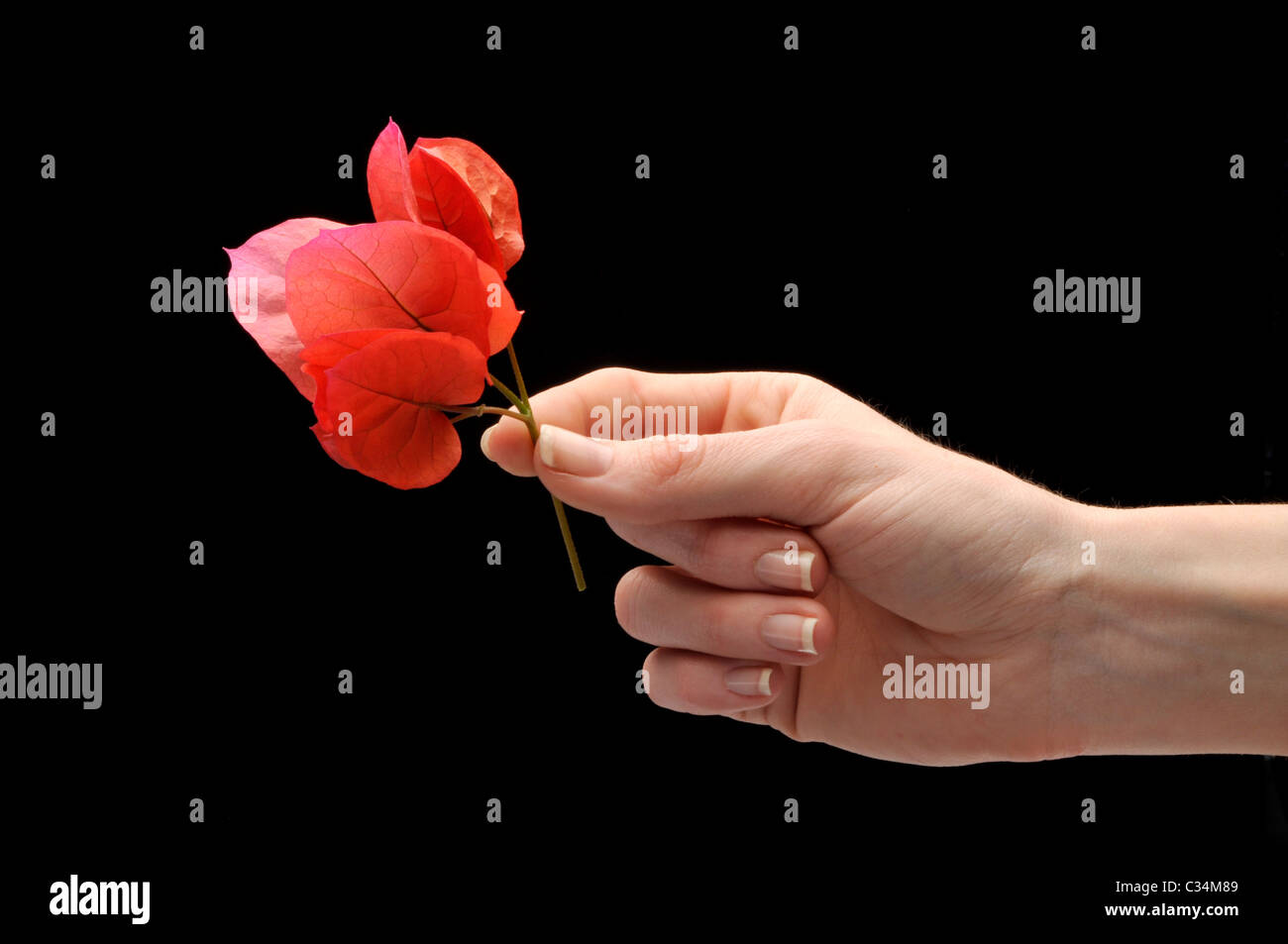female hand holding colorful flowers Stock Photo - Alamy