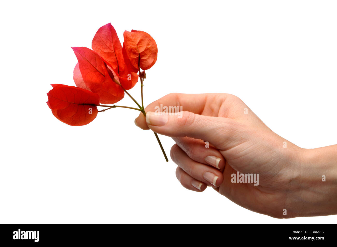 female hand holding colorful flowers Stock Photo - Alamy