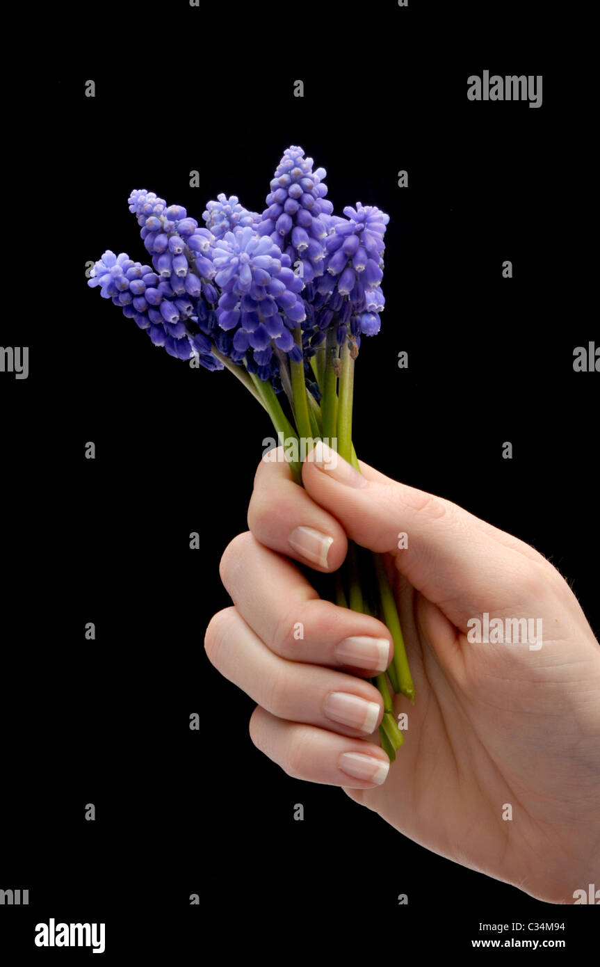 female hand holding colorful flowers Stock Photo - Alamy