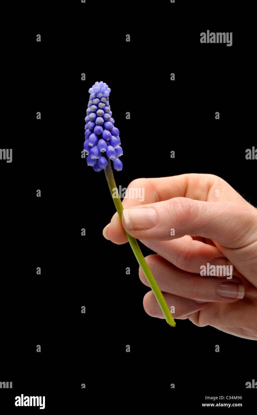female hand holding colorful flowers Stock Photo - Alamy