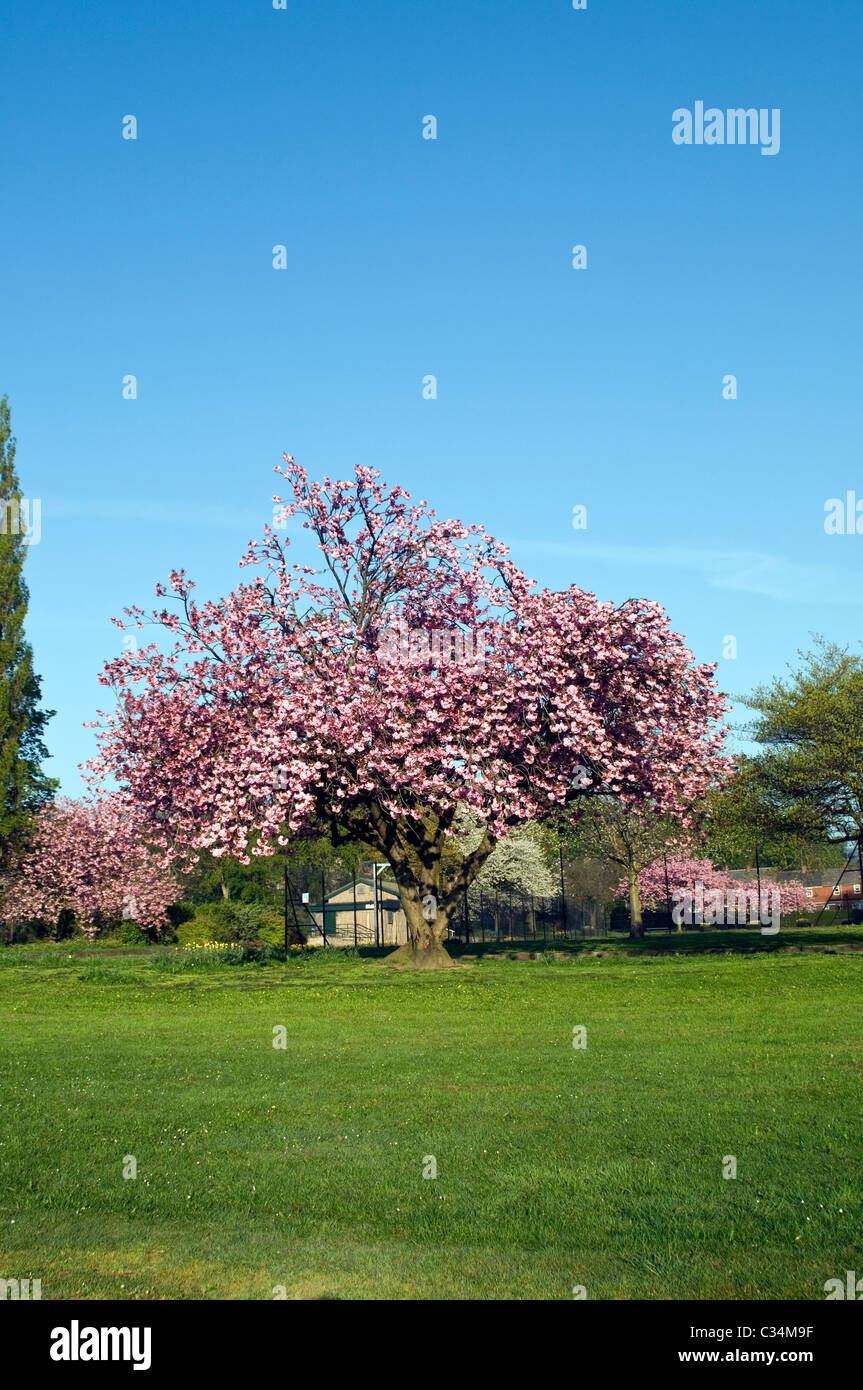 lone cherry tree Stock Photo - Alamy