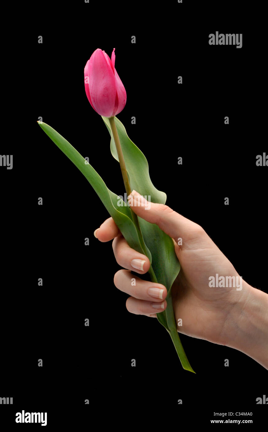 female hand holding colorful pink tulip on black background Stock Photo ...