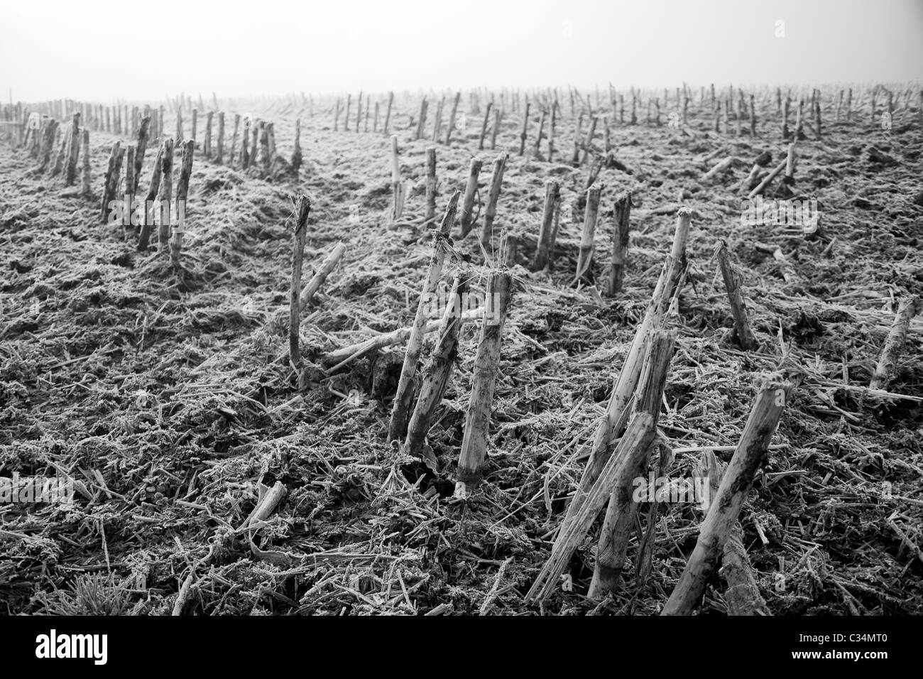 Maize field Black and White Stock Photos & Images - Alamy