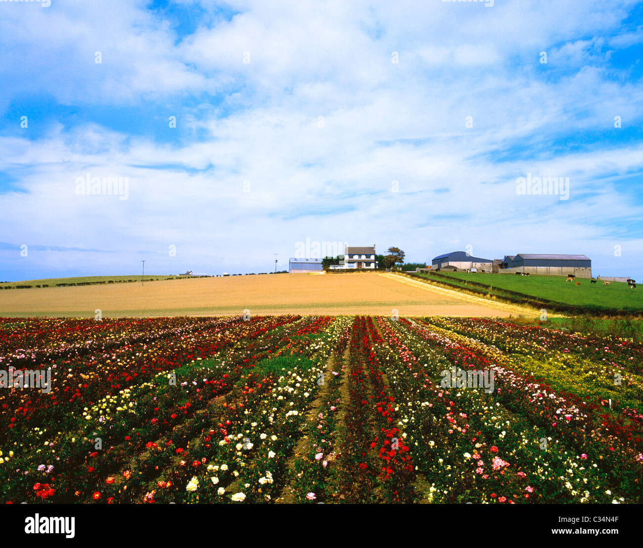 Strangford, Co Down, Northern Ireland, Commercial Rose Growing Stock ...
