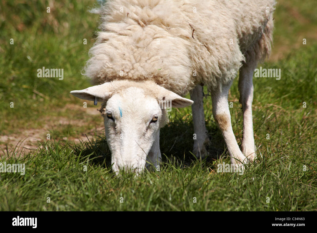 Adult sheep hi-res stock photography and images - Alamy