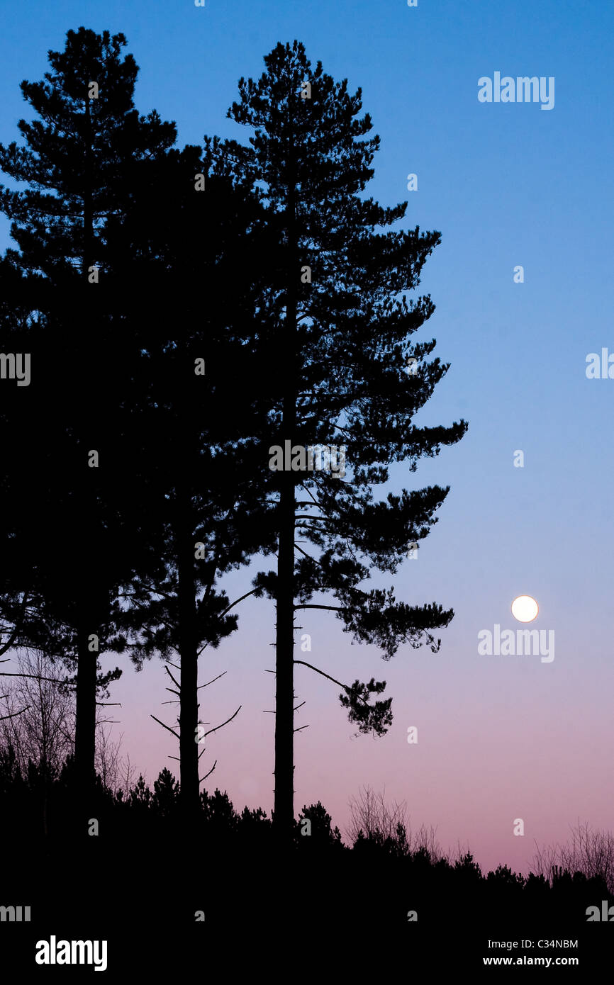 Full moon dusk pine hi-res stock photography and images - Alamy