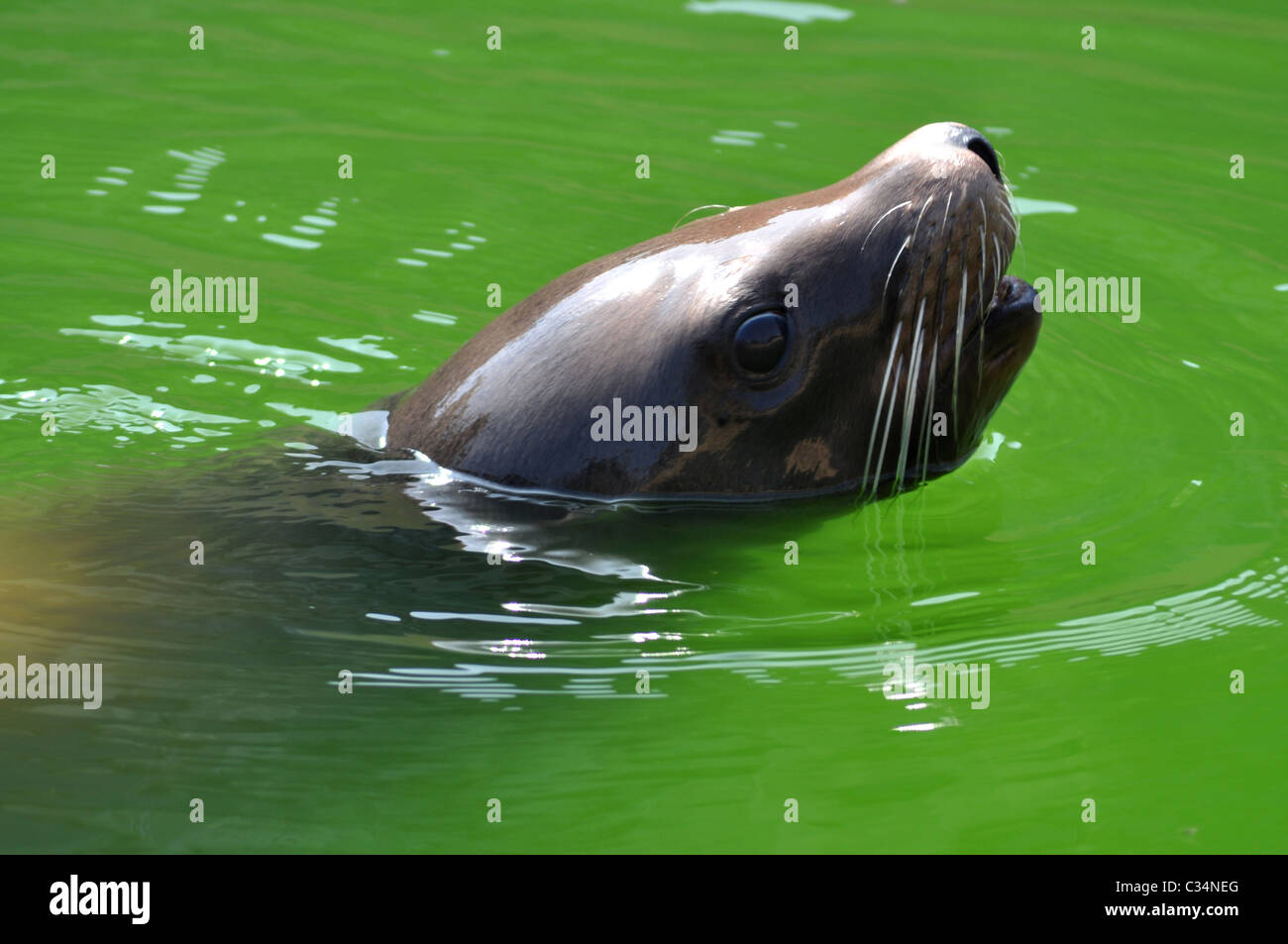 Sealion sea lion swimming Stock Photo - Alamy