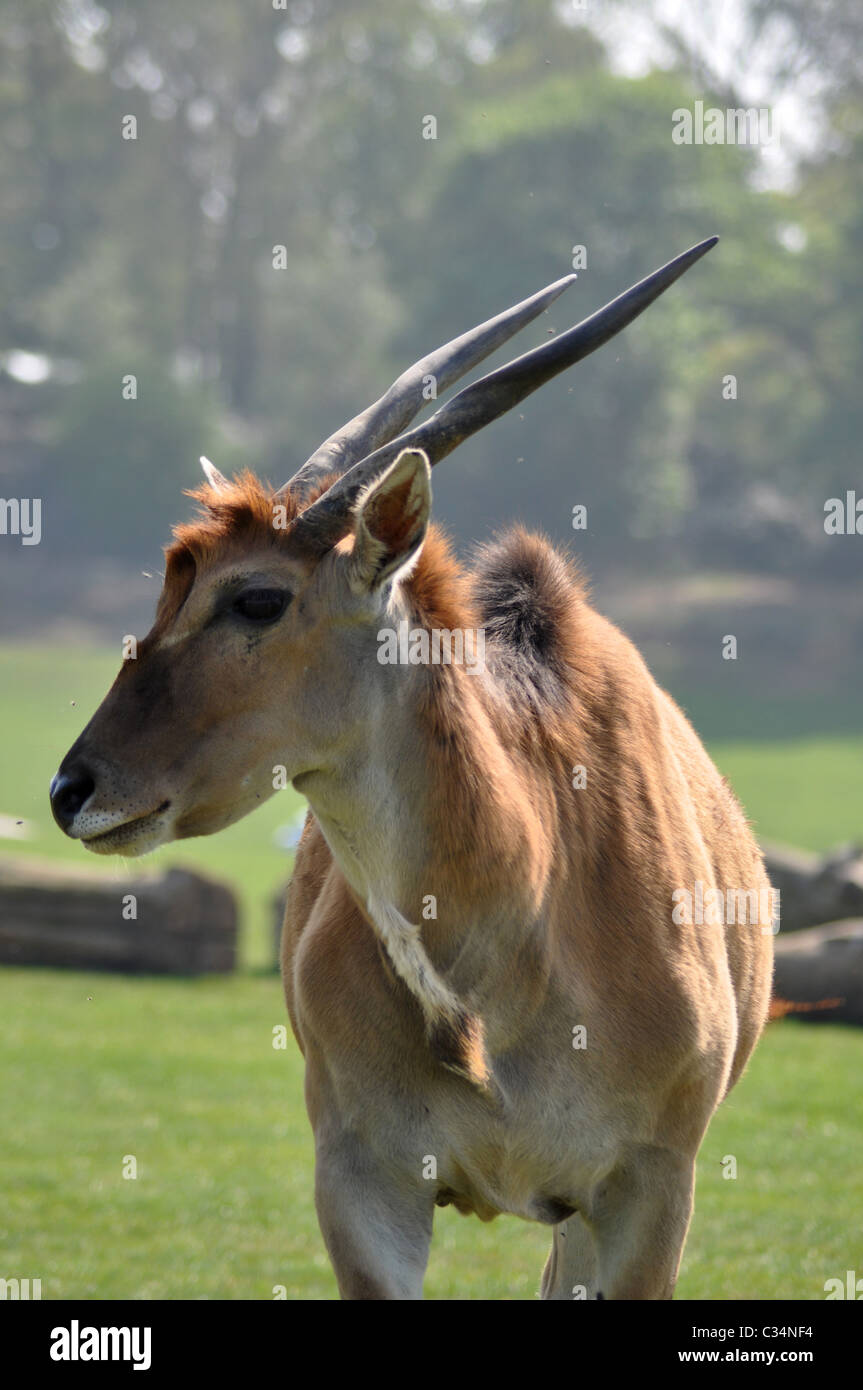Eland horns hi-res stock photography and images - Alamy