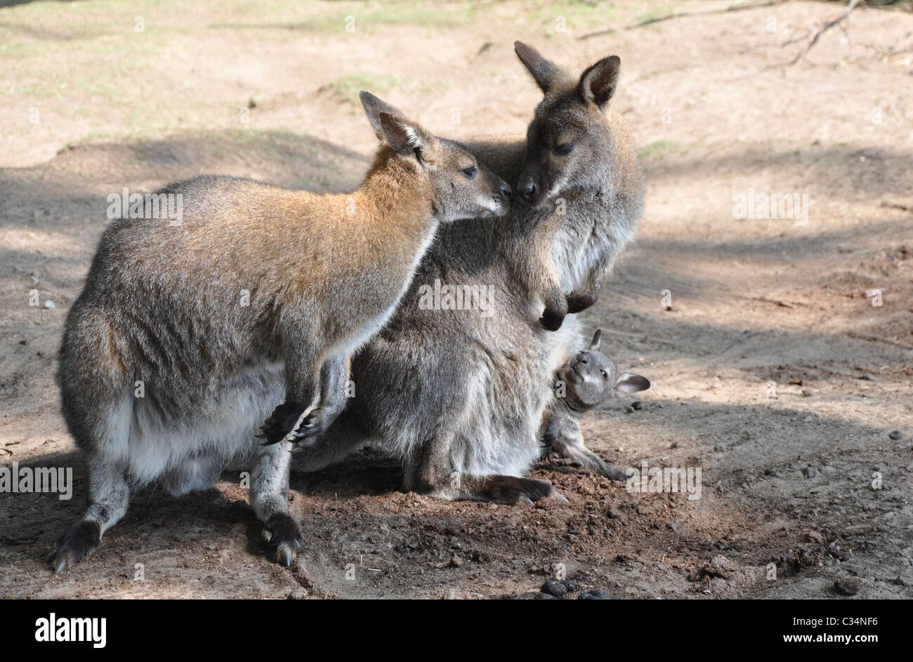 Family portrait of Bennetts Wallaby Macropus rufogriseus Stock Photo ...