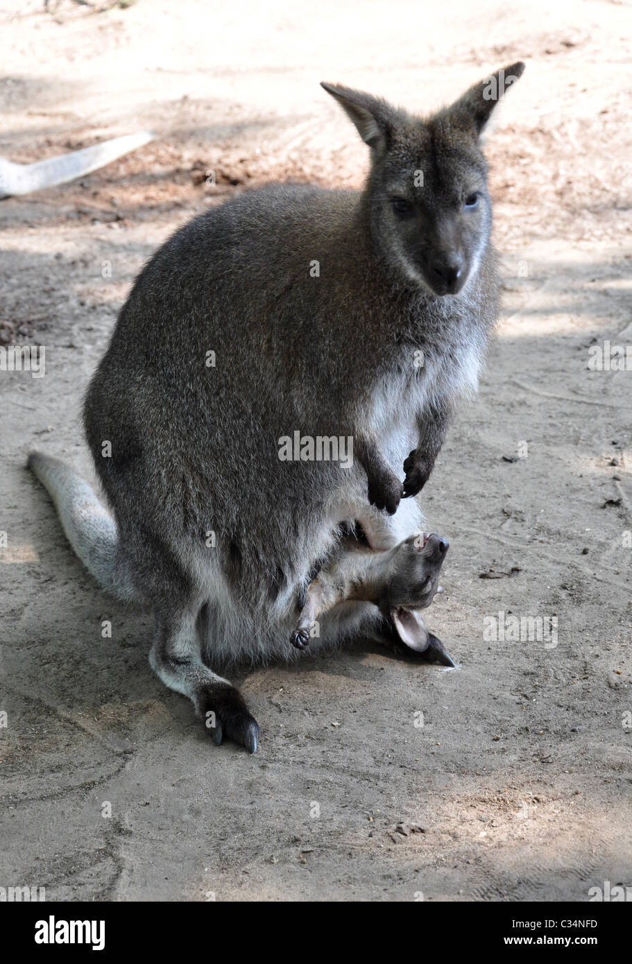 Baby wallaby hi-res stock photography and images - Alamy