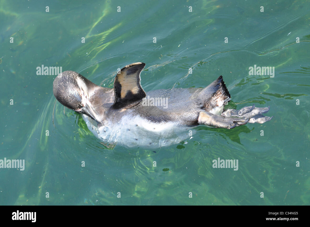 Swimming penguin waving wing Stock Photo - Alamy