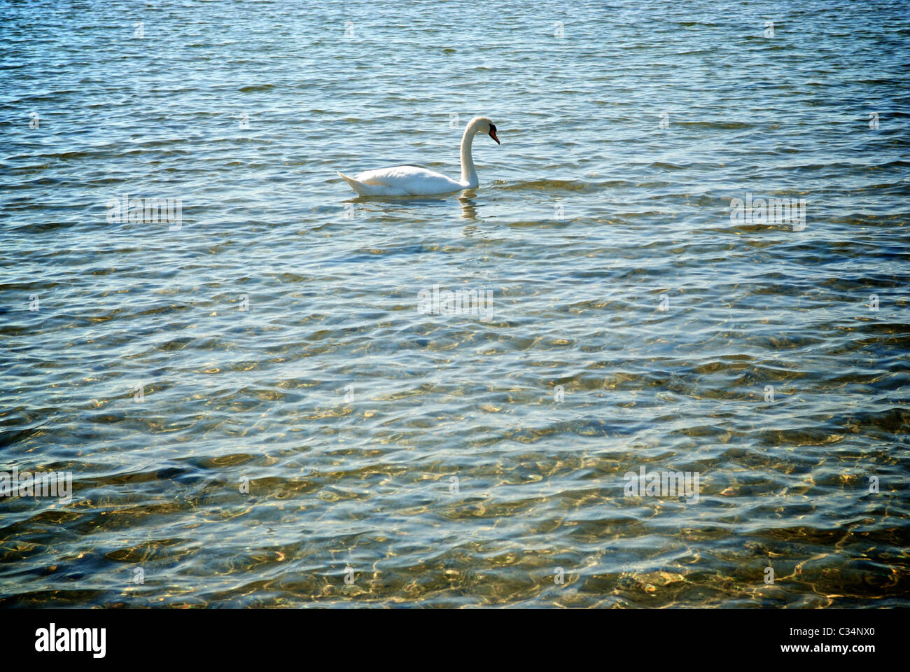Copenhagen denmark swan bird hi-res stock photography and images - Alamy
