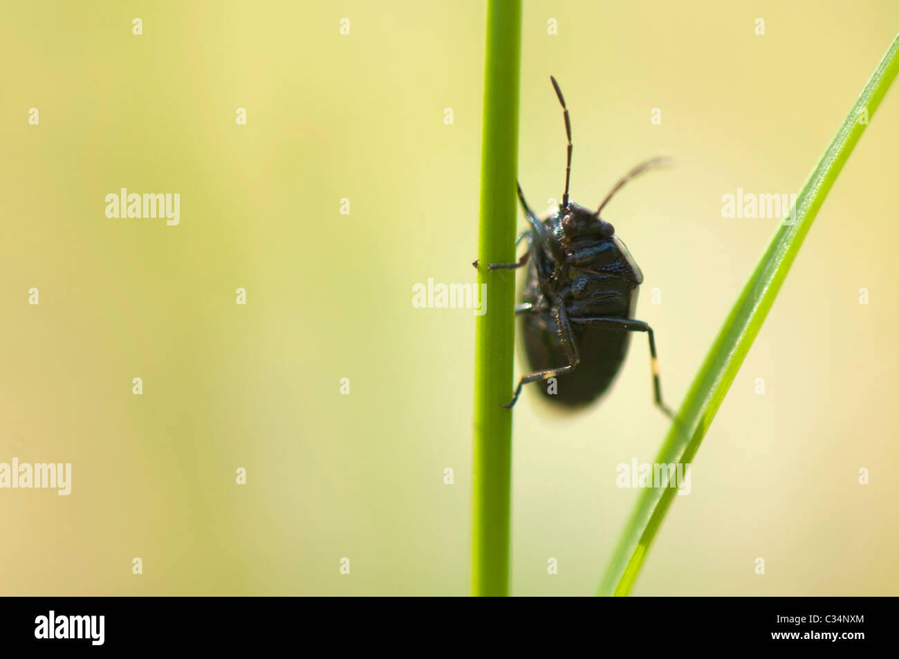 Eurydema oleracea hi-res stock photography and images - Alamy