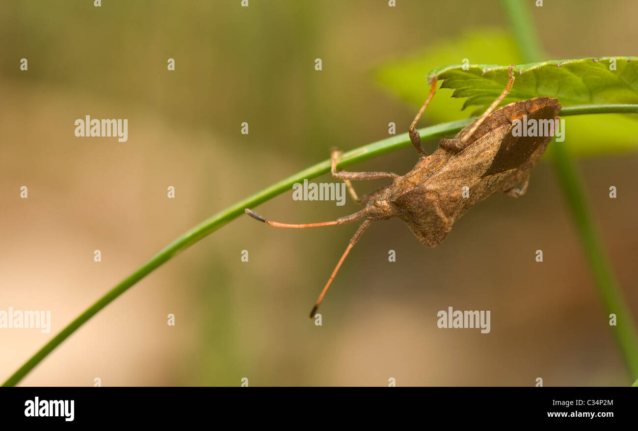 Animal side eye hi-res stock photography and images - Alamy