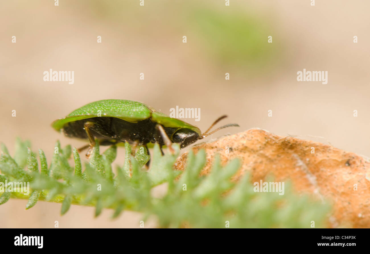 Beach beetle hi-res stock photography and images - Alamy