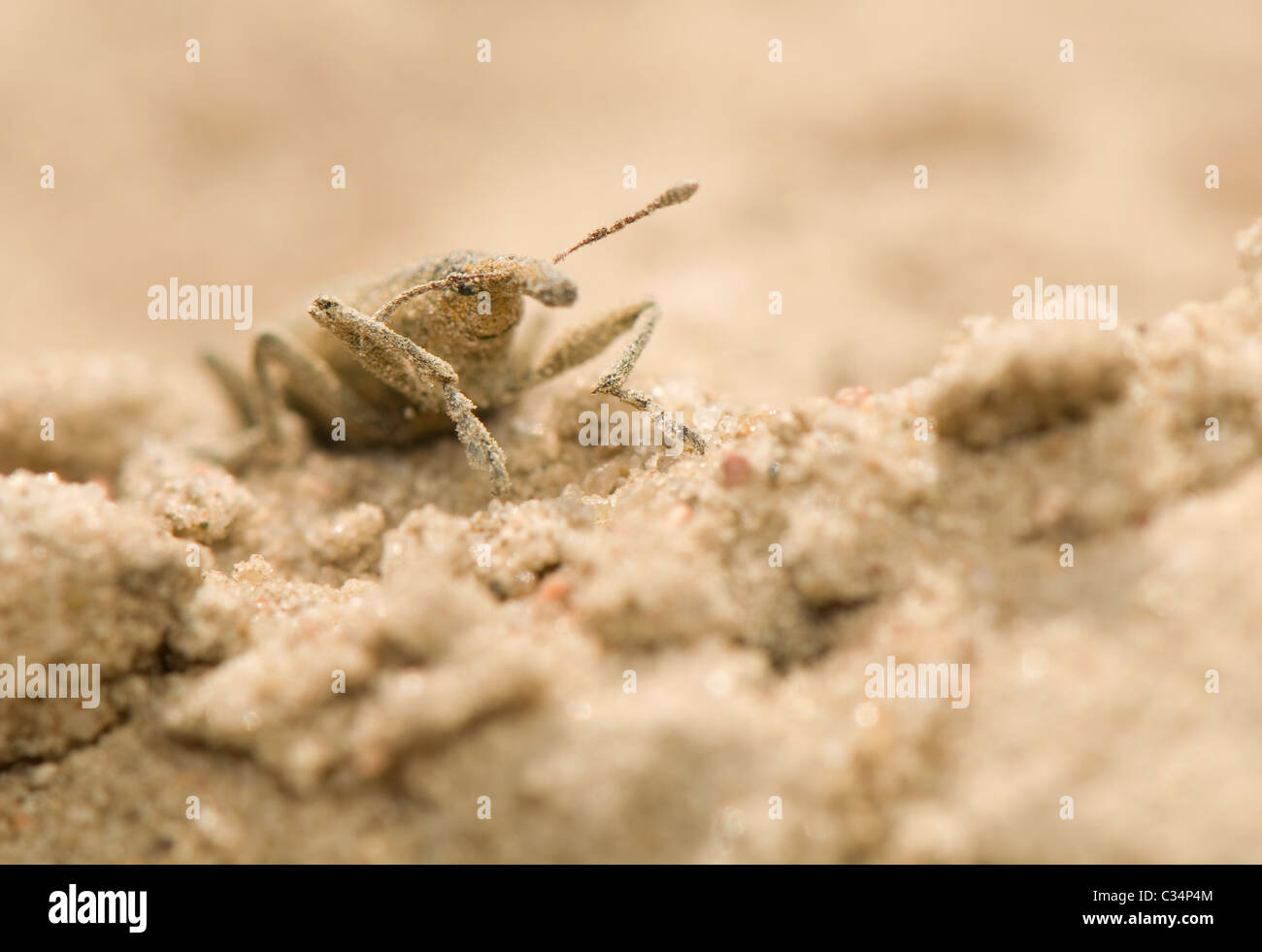 Lixus angustatus hi-res stock photography and images - Alamy