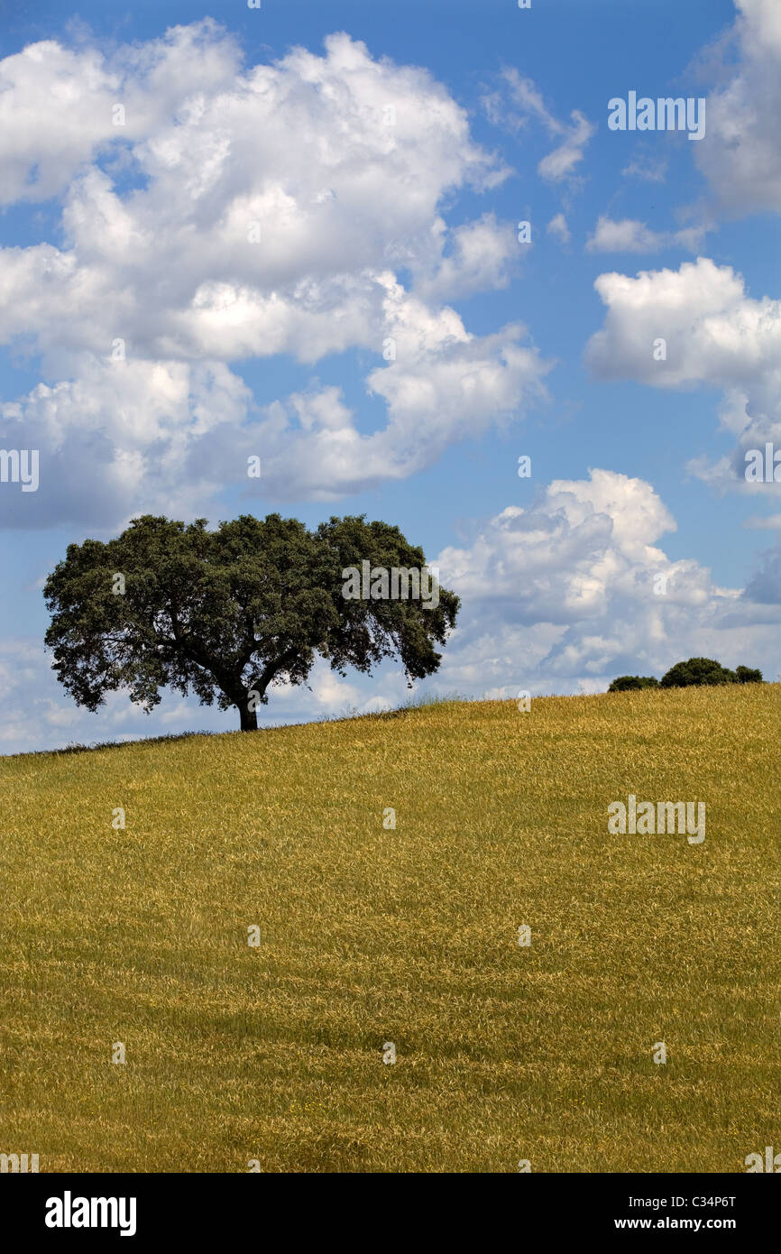 alentejo farm view, in the south of portugal Stock Photo - Alamy