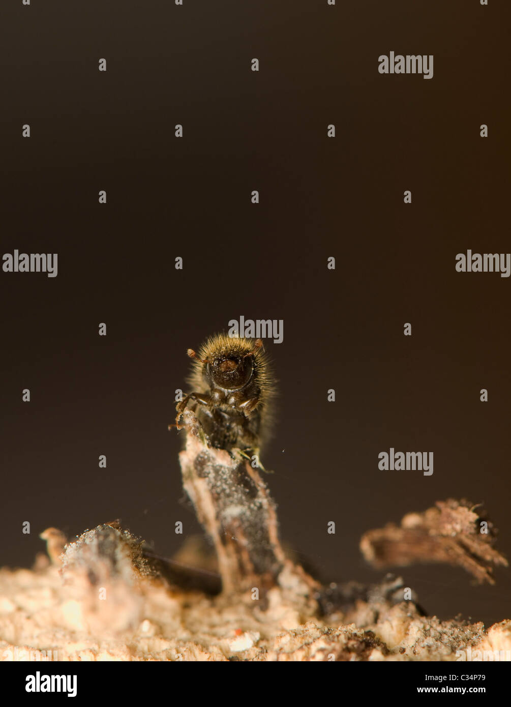 Ips typographus hi-res stock photography and images - Alamy