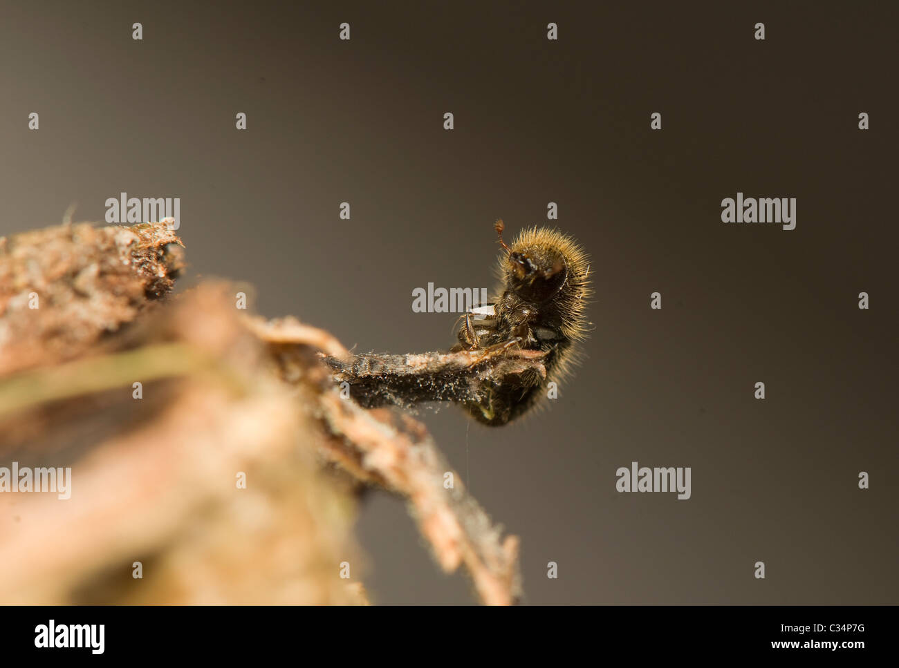 Ips hi-res stock photography and images - Alamy