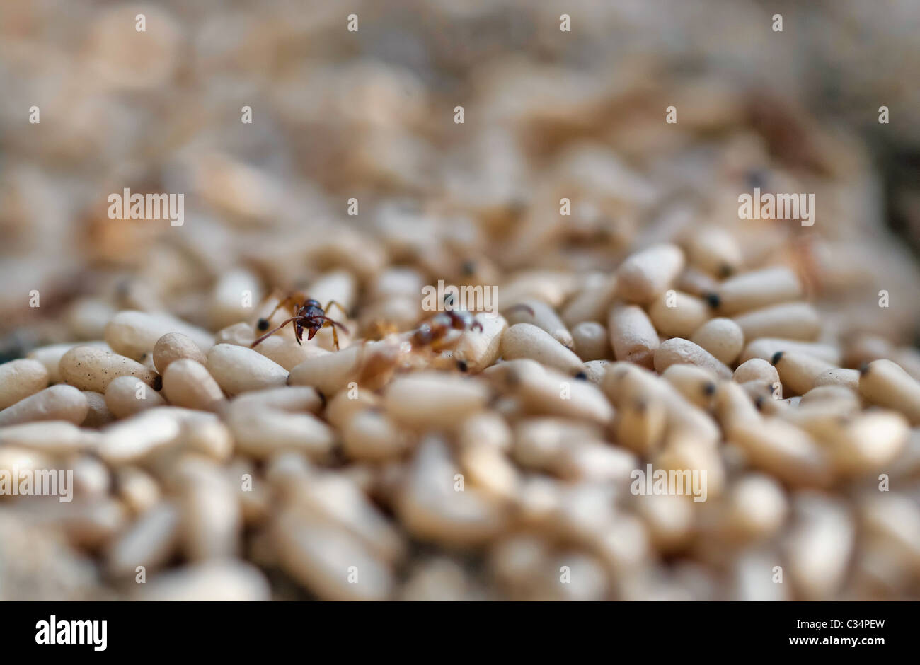 Ants grain wheat pile seeds close up hi-res stock photography and ...