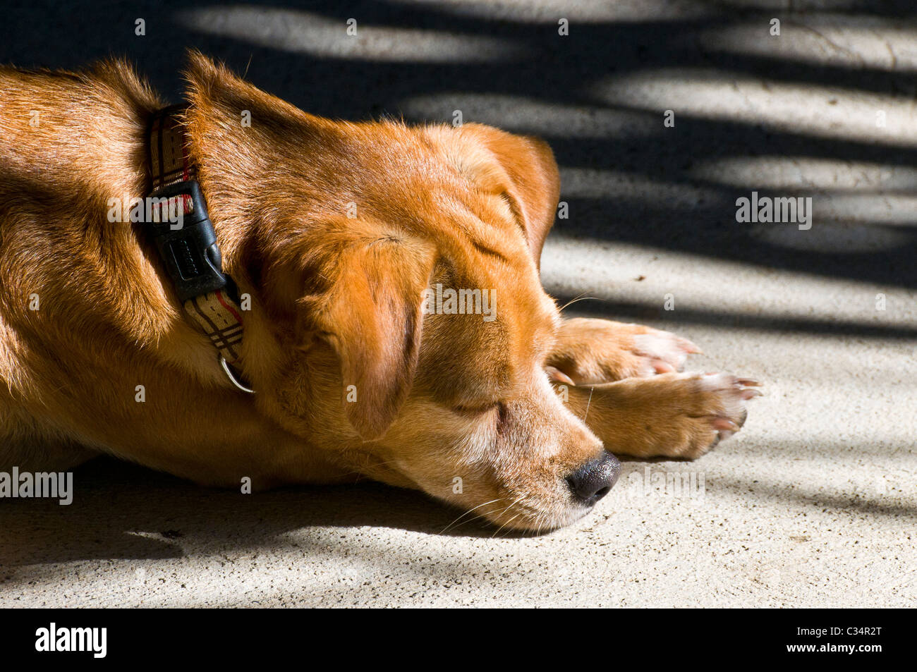 Slow dog hi-res stock photography and images - Alamy