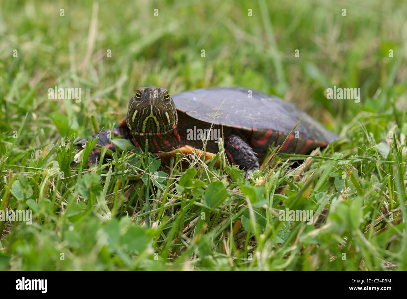 A Midland Painted Turtle (Chrysemys picta marginata) crosses from one ...
