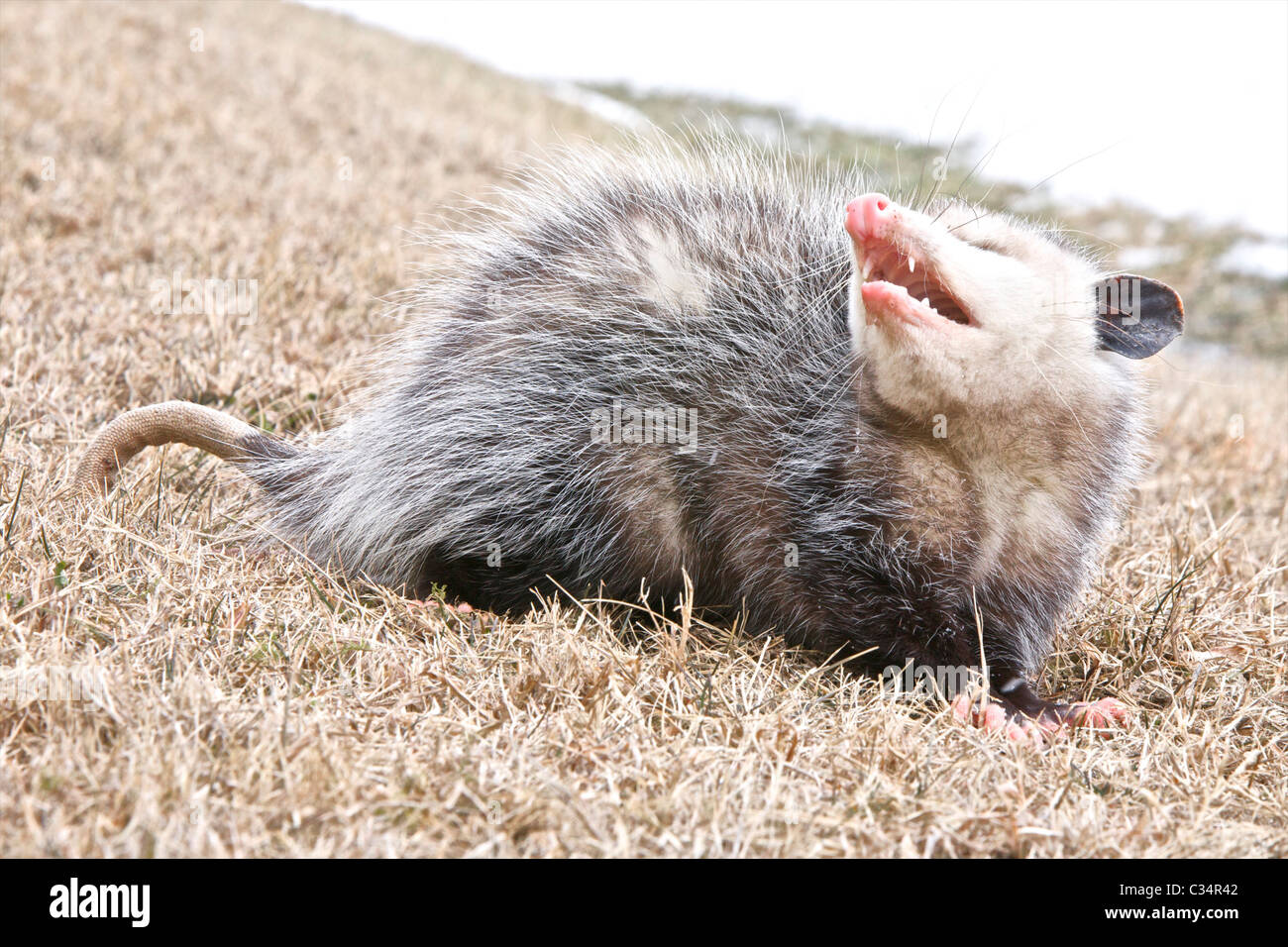 A Common Opossum appears to grin as it snarls on a winter day. There is ...